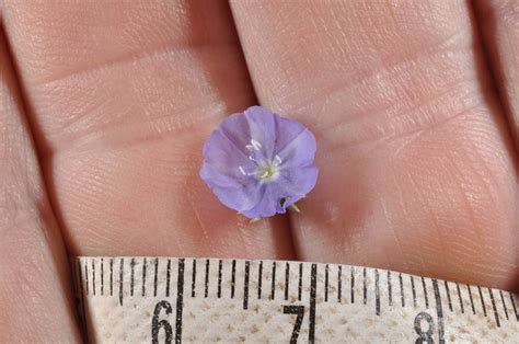 Evolvulus Alsinoides Convolvulaceae