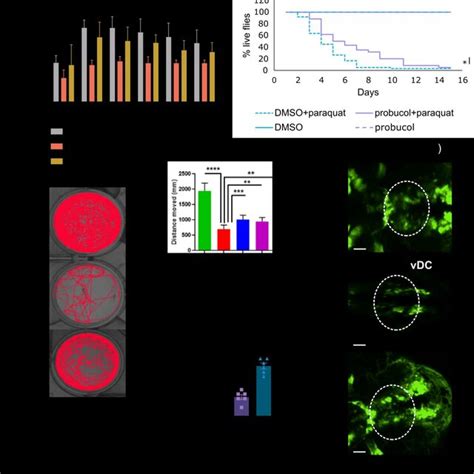Probucol Alleviated Pd Related Phenotypes Which Arose From