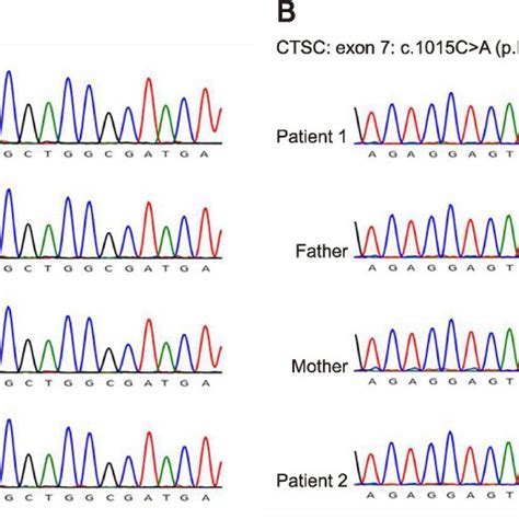 Genetic Analysis Revealed Compound Heterozygous Mutations Including Two Download Scientific