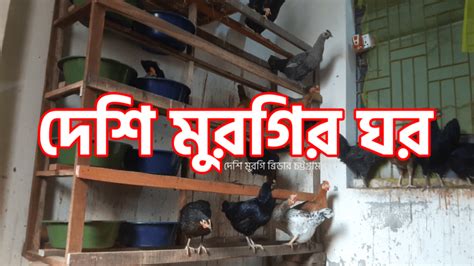 দেশি মুরগির ঘর কেমন হওয়া উচিত দেশি মুরগি ব্রিডার চট্টগ্রাম