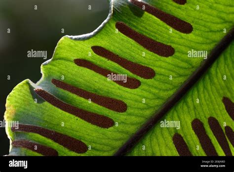Fern Sori On The Underside Of Fern Frond Asplenium Scolopendrium