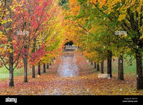 Fall Colors Of Maple Tree Lined Path In Oregon Stock Photo Alamy