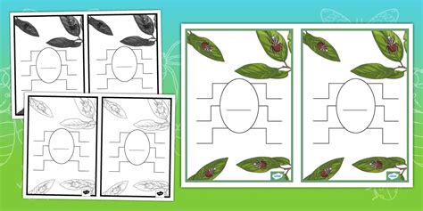 👉 Blank Factor Beetles Flashcards Professor Feito