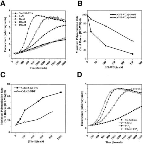 The Nh2 Terminal Domain Of N Wasp Inhibits Arp2 3 Mediated Actin