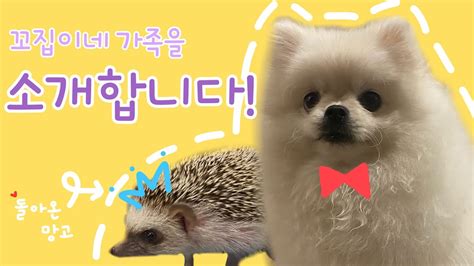 새로운 가족이 생겼어요 Youtube