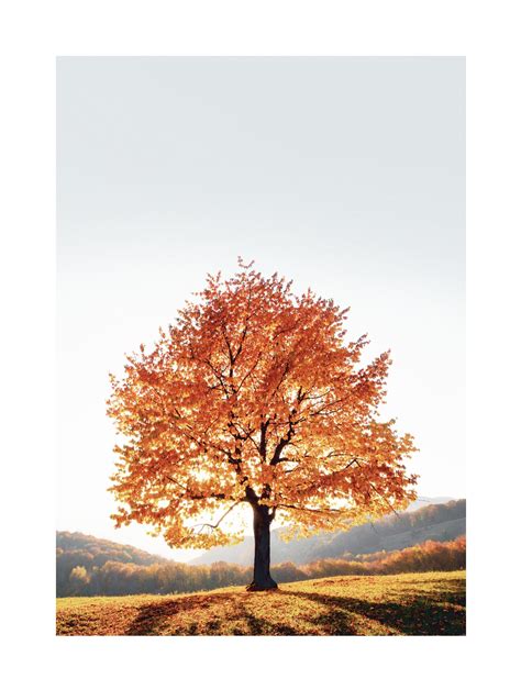 Dramatic Tree Poster With Sunlight Glow Poster Store Us