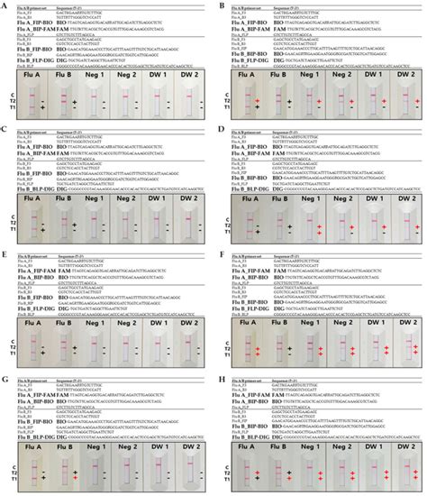 Loop Mediated Isothermal Amplification And Lateral Flow Immunochromatography Technology For