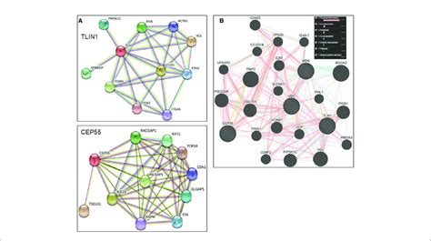 A Individual In Silico Networks Associated With Tln1 And Cep55