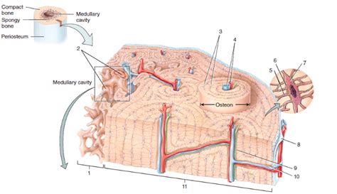 Microscopic Features Of Bone A Osteons In Compact Bone And Trabeculae