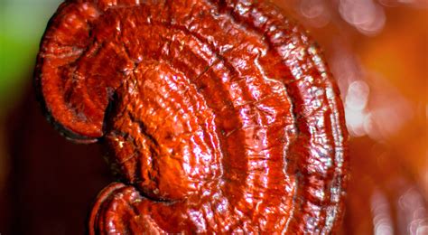 Glm Ganoderma Lucidum Mycelium Organo™ Official Blog