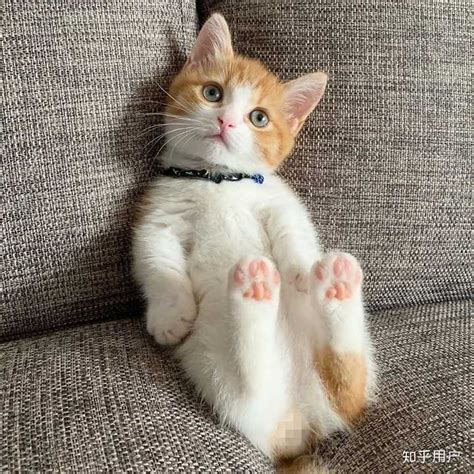 你有哪些可爱的猫猫照片？ 知乎