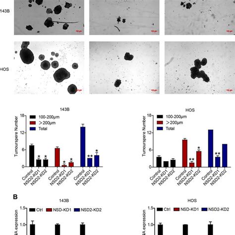 Nsd2 Regulates Cancer Stem Cell Properties In Osteosarcoma A Download Scientific Diagram
