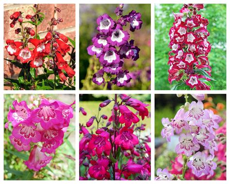 Seedville 100 Sensation Mix Penstemon Flower Seeds Mixed Two Tone Red