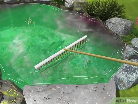 How To Remove Algae From A Pond 11 Fish Friendly Ways