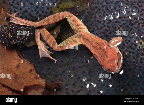 A Wood Frog Finishes Laying Her Eggs In A Vernal Pool Stock Photo Alamy