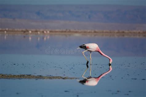 Andean Flamingo Foraging At Chaxa Lagoon Los Flamencos National