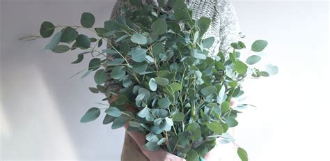 Eucalyptus 101 Diy Wedding Flowers Flower Moxie