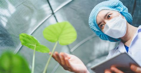 현대 온실의 농업 정원 식물 농장의 자연 꽃 유기농 식품을위한 채소 잎 농장 식물학 원예 재배 산업 햇빛 환경으로 종자