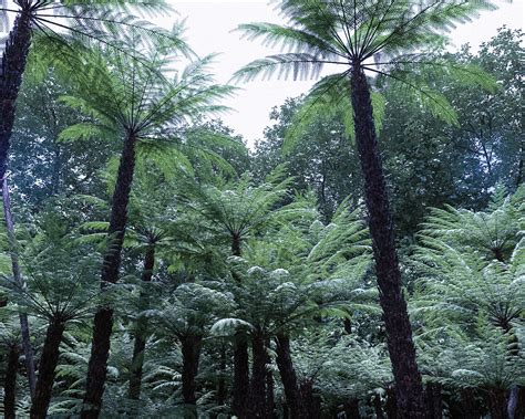 Artstation Fern Tree Forest