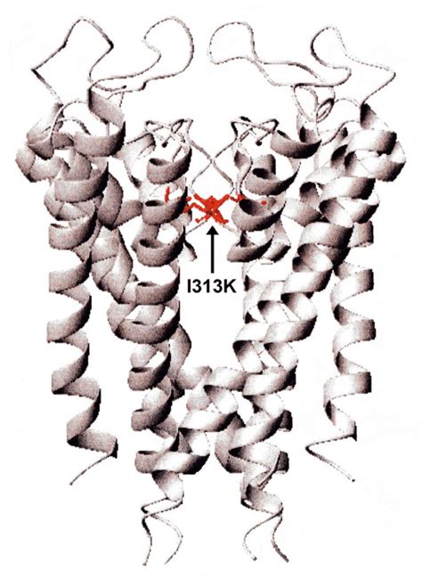Computerized Three Dimensional Ribbon Diagram Showing The Predicted
