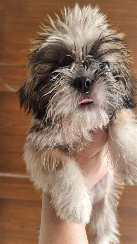Shih Tzu Puppies Princess Type