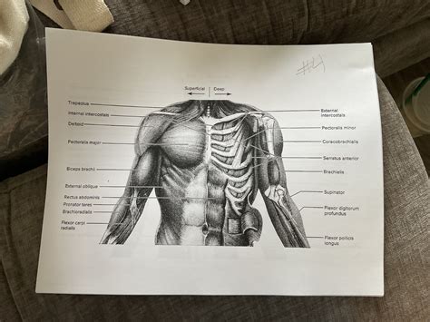 A P Lab Practicum Diagram Quizlet