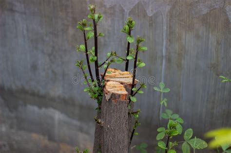 New Growth Emerging From Cut Tree Stump Stock Image Image Of Resilience Biology 337330757