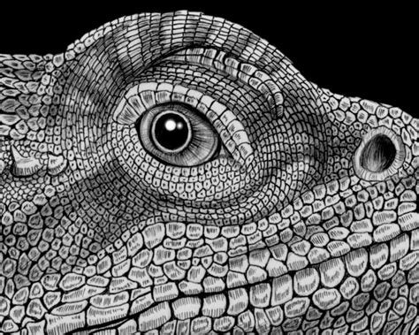 How To Draw A Reptile Drawing Tips Guide