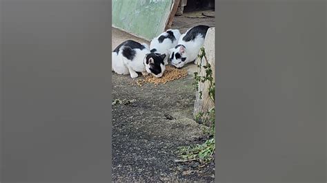 엄마 고양이와 아기 고양이 두 마리 Youtube