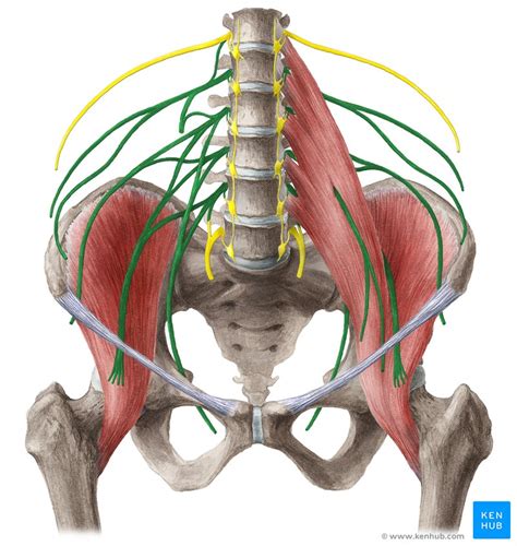 Lumbar Plexus Diagram Lumbar Plexus Facts Formation Location