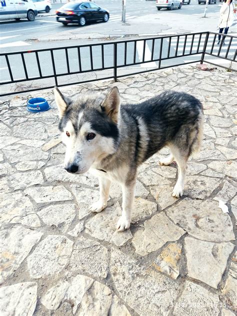 Zorana Miljević On Twitter Добри људи Шумица Београда Србије помагајте Нашли смо је испред