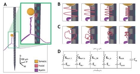 The Neuron Model And Its Variations A A Rendering Of The Neuron Download Scientific Diagram