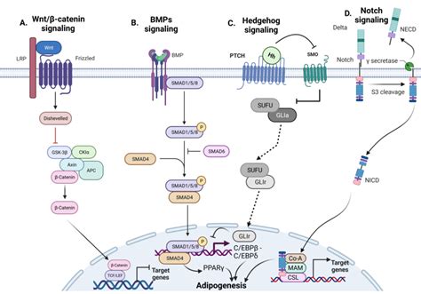 The Activation And Inactivation Of Numerous Signalling Pathways Occur