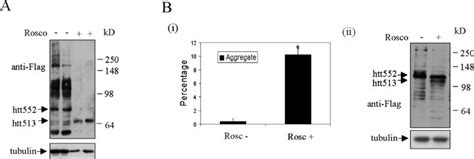 Inhibition Of Cdk5 Activity Promotes Htt Cleavage And Mutant Htt Download Scientific Diagram