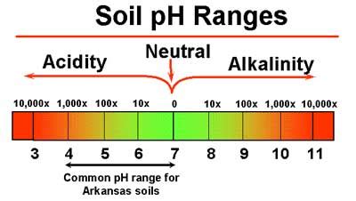 How To Increase Soil Acidity For Acidophilic Plants