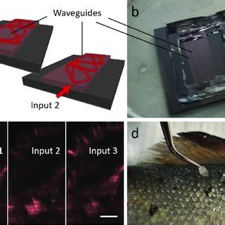 Waveguide Mode Scanning And Sample Preparation A The Waveguide Download Scientific Diagram