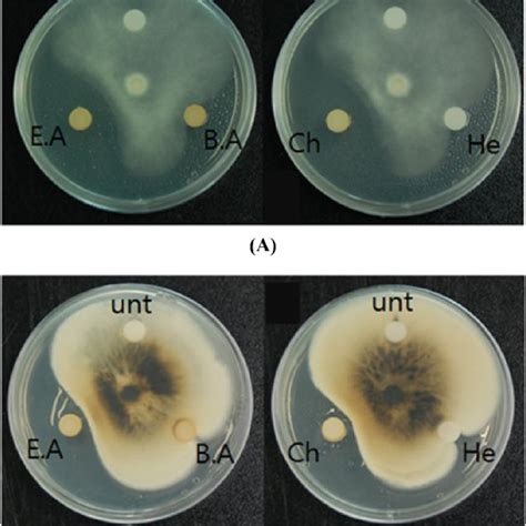 Inhibition Of Mycelium Growth Of Pythium Spp A And C Graminicola Download Scientific