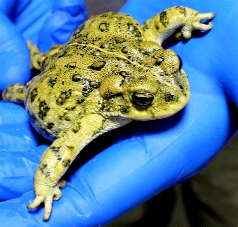 Close Up Picture Of A Western Toad Anaxyrus Boreas Showing Ovalshaped Download Scientific