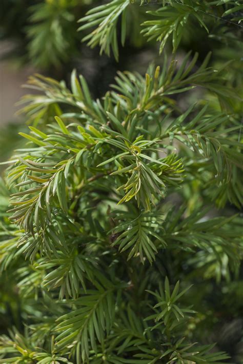 Yew Varieties Yew Hedging — Grasslands Nursery
