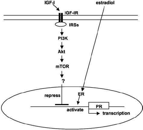 Illustration Of The Igf I Signaling Pathway Repressing Pr Expression