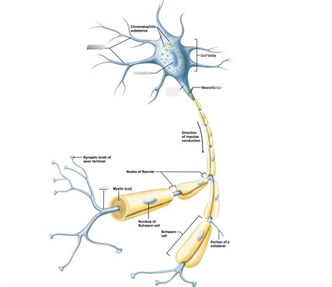 Nervous Tissue Diagram Labeled