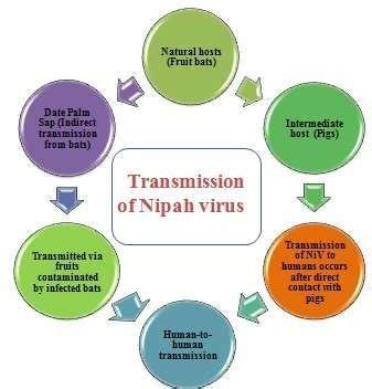 Diagram Showing Mode Of Transmission Nipah Virus Infection Download Scientific Diagram