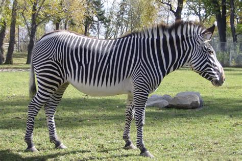 A Zebra AnjosQuatroPatas