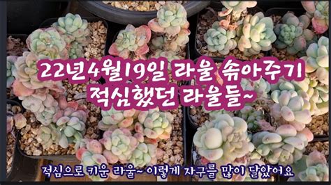 2년 전에 솎아주기하면서 적심했던 라울들이 이렇게 잘 컸어요~ 자구를 달았지요 키핑장 다육이들 살피다가 라피네철화 대품 일부가