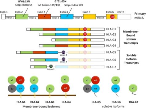 Isoforms Of Hla G Produced By Alternative Splicing Of T Open I