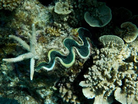 Shark Sex Lives Secrets Reveal Love Hurts But Wounds Heal Oceanographic