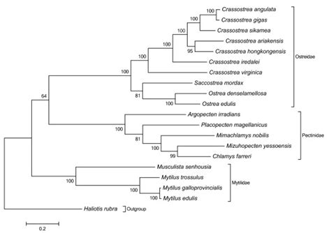 Phylogenetic Tree Based On Twelve Concatenated Pcgs From 19