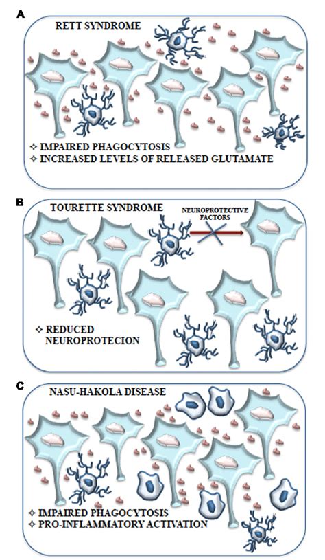 Figure 5 From The Pathophysiological Role Of Microglia In Dynamic Surveillance Phagocytosis And