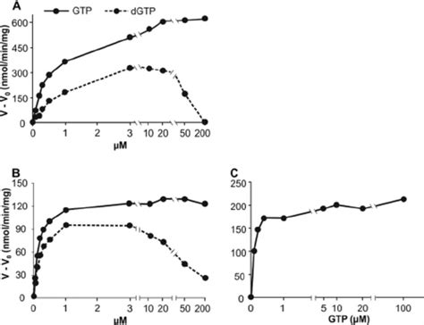 Gtp And Dgtp As Effectors For The Dephosphorylation Of Datp And Dttp Download Scientific