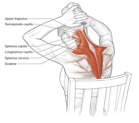 Для тех кто работает сидя 6 лучших упражнений на растяжку